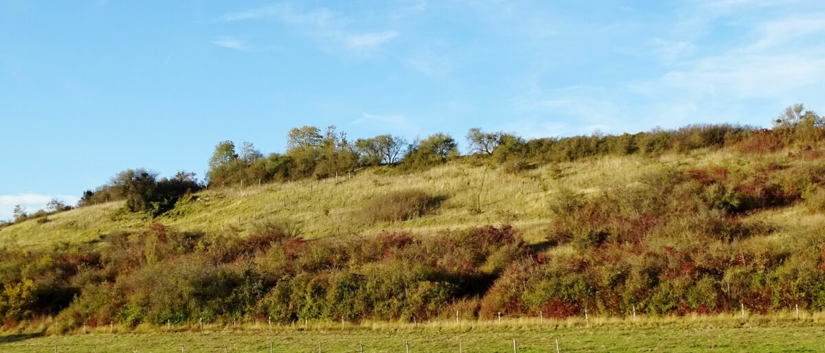 Sauvegarde des prairies calcicoles